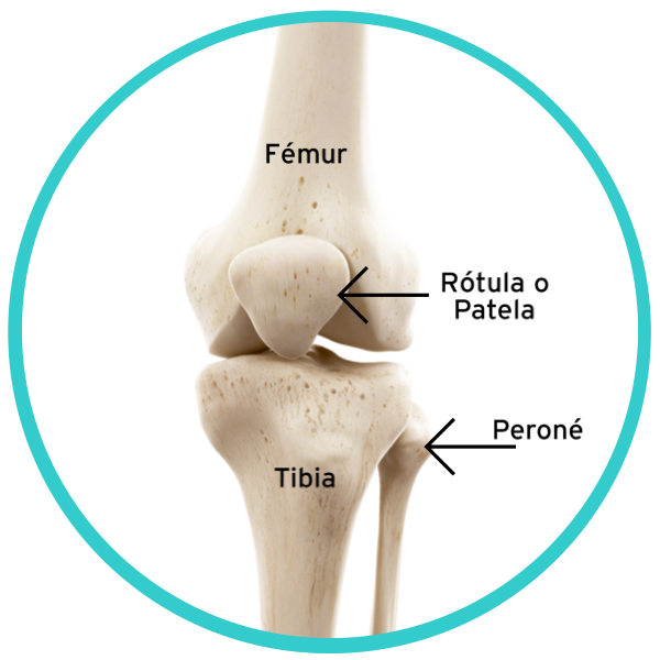Los huesos – Dra Cristina Ramos