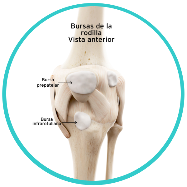Tejidos blandos de la rodilla – Dra Cristina Ramos