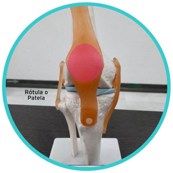 Aparato extensor de la rodilla – Dra Cristina Ramos