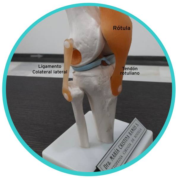 Ligamentos y tendones – Dra Cristina Ramos