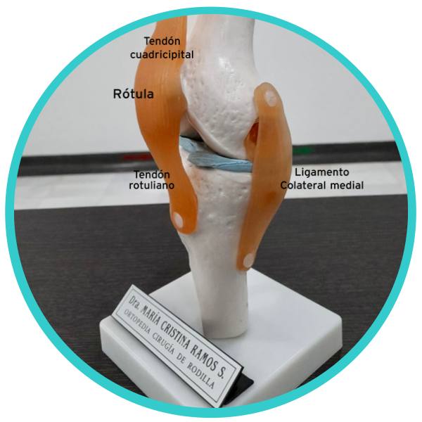 Ligamentos y tendones – Dra Cristina Ramos
