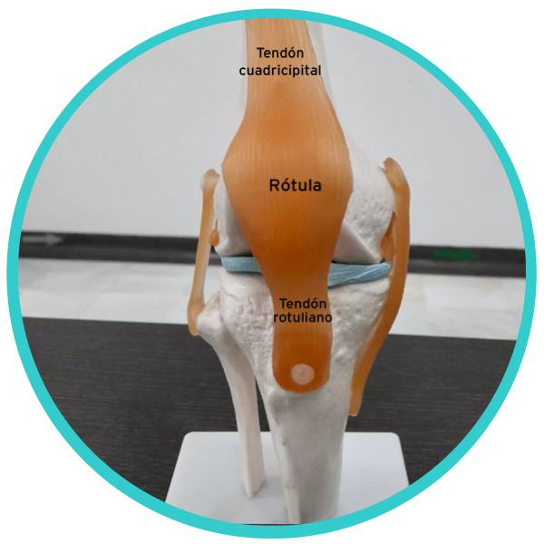 Ligamentos y tendones – Dra Cristina Ramos